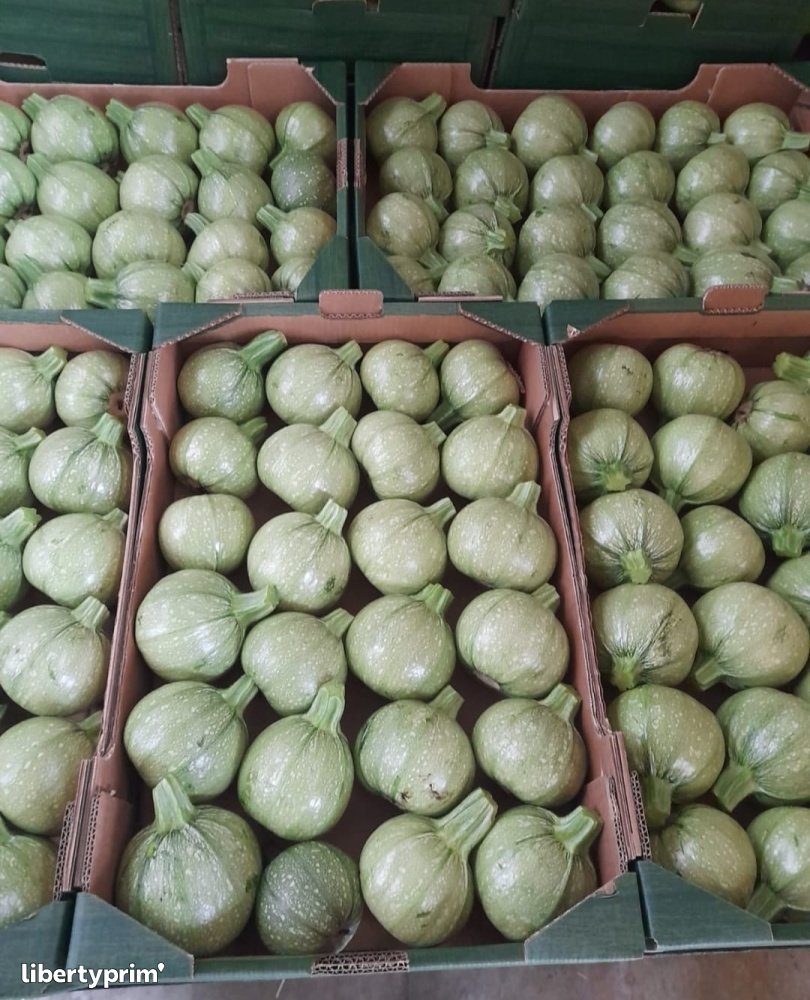 Zucchini Round Class 1 Italy Shipper & Distributor - NOVAZUR PRIMEURS ...