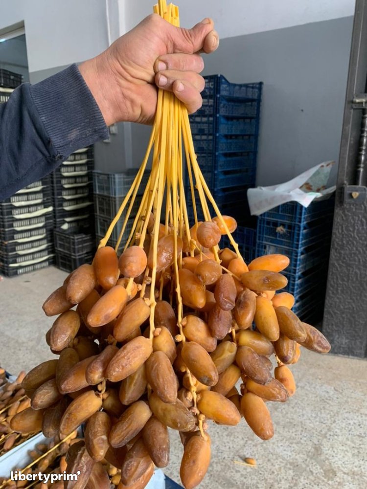 Fresh Date Algeria Producer - Biozema | Libertyprim