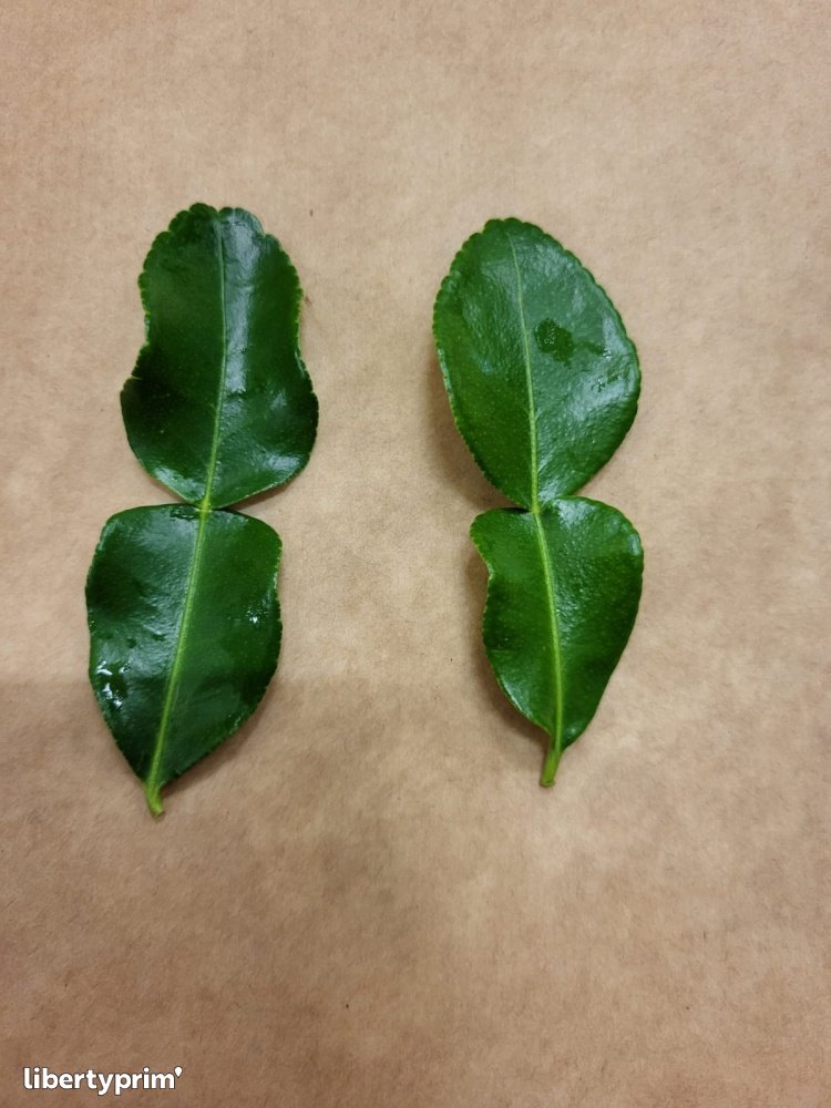 Kaffir Lime Leaves Import & Export - SASU GMAPB | Libertyprim