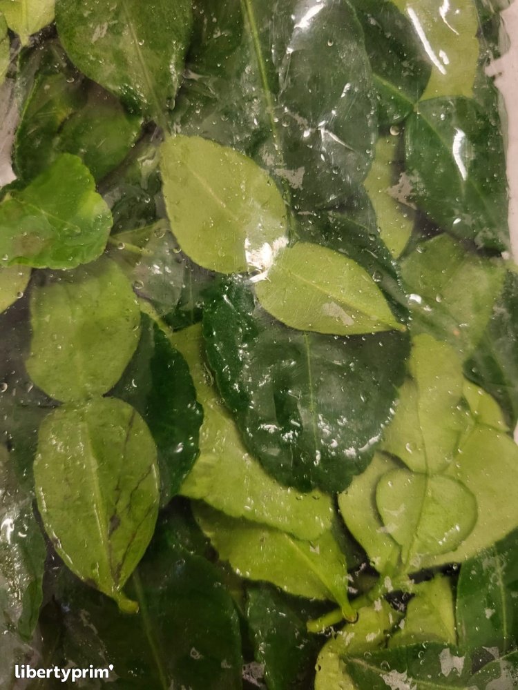 Kaffir Lime Leaves Import & Export - SASU GMAPB | Libertyprim
