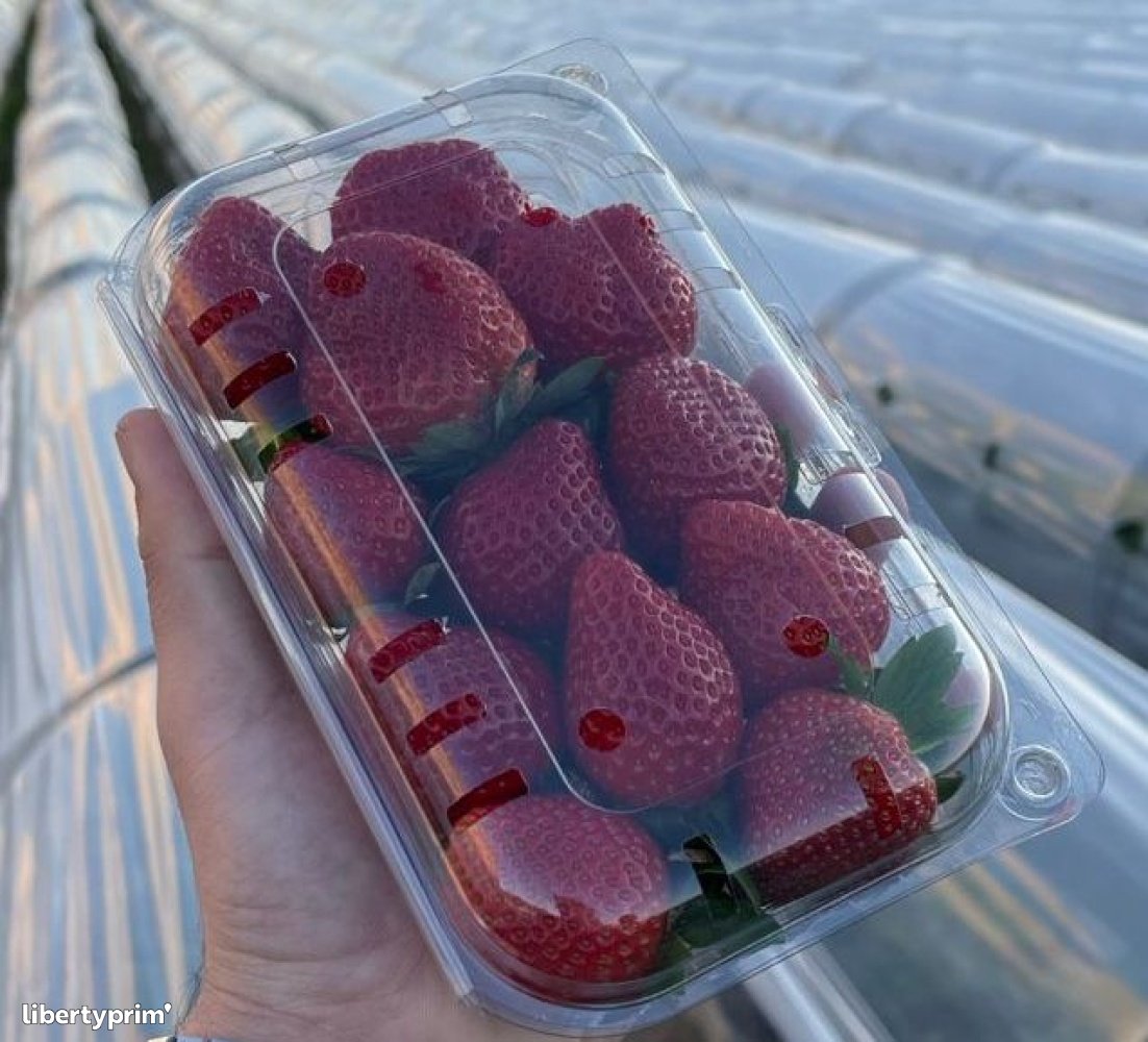 Fraise Catégorie 1 Maroc Import & Export - copac plant | Libertyprim