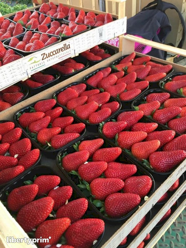 Fresa Candonga Extra Italia Cooperativa - ZUCCARELLA | Libertyprim