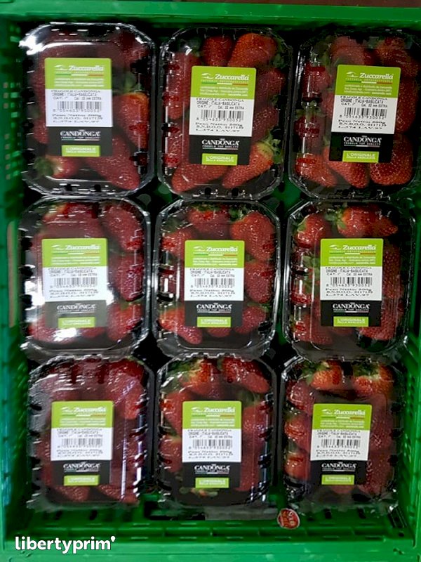 Fresa Candonga Extra Italia Cooperativa - ZUCCARELLA | Libertyprim