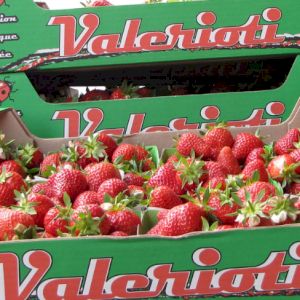Fraise France Producteur - VALERIOTI | Libertyprim