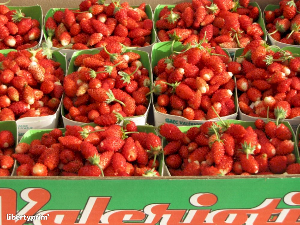 Fraise France Producteur - VALERIOTI | Libertyprim
