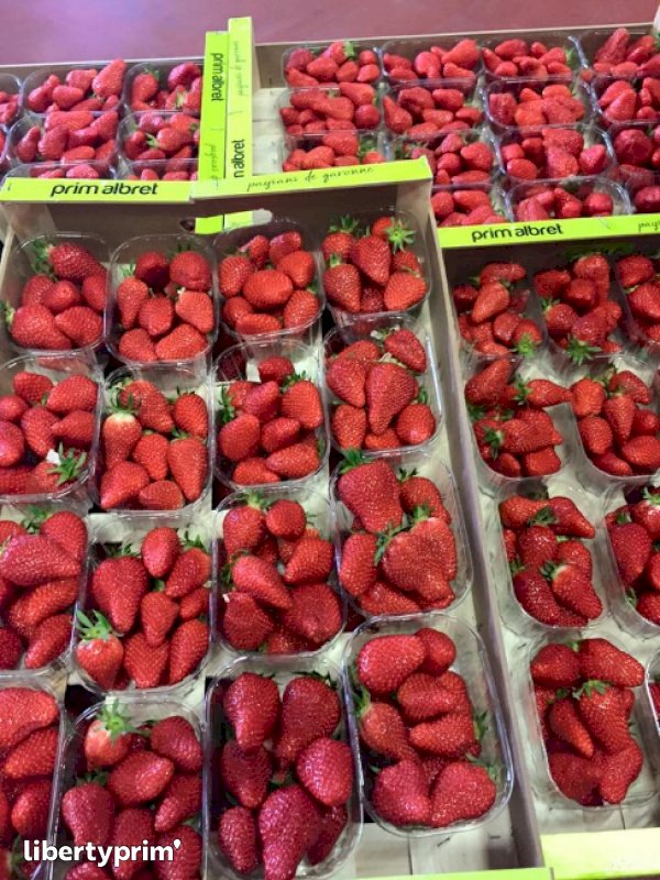 Fraise France Producteur - CORTHIVAL | Libertyprim