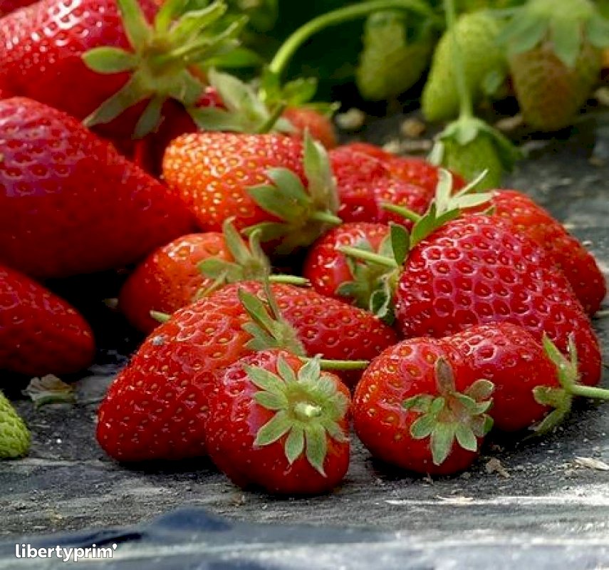 Fraise France Producteur - LES DEUX RIVIERES | Libertyprim