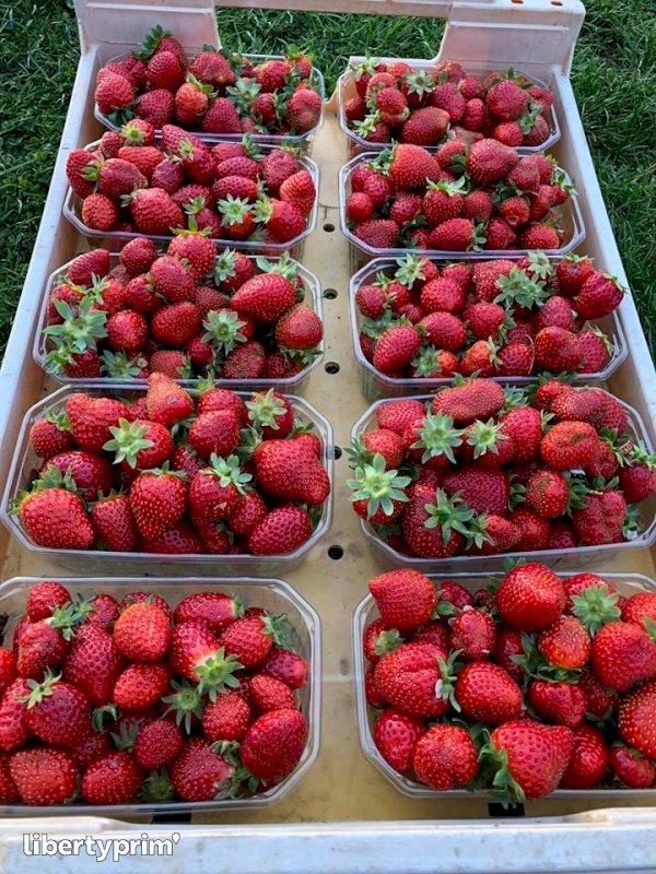 Fraise France Producteur - LES SAVEURS MARAICHERES | Libertyprim