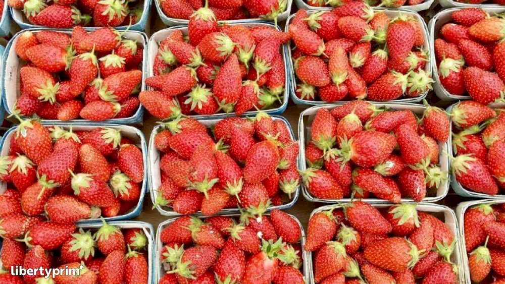 Fraise France Producteur - LE CAYRE DE VALJANCELLE | Libertyprim