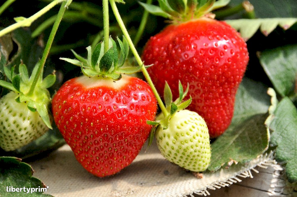 Fraise France Producteur - LE JARDIN DES PAPES | Libertyprim