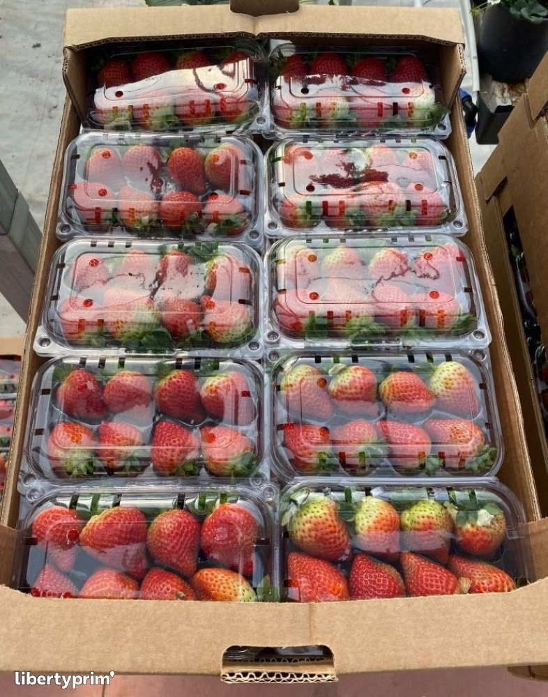 Strawberry Sabrina Extra Algeria Import & Export - sarl mega tech solar ...