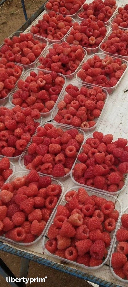 Raspberry Class 1 Morocco Import & Export - copac plant | Libertyprim