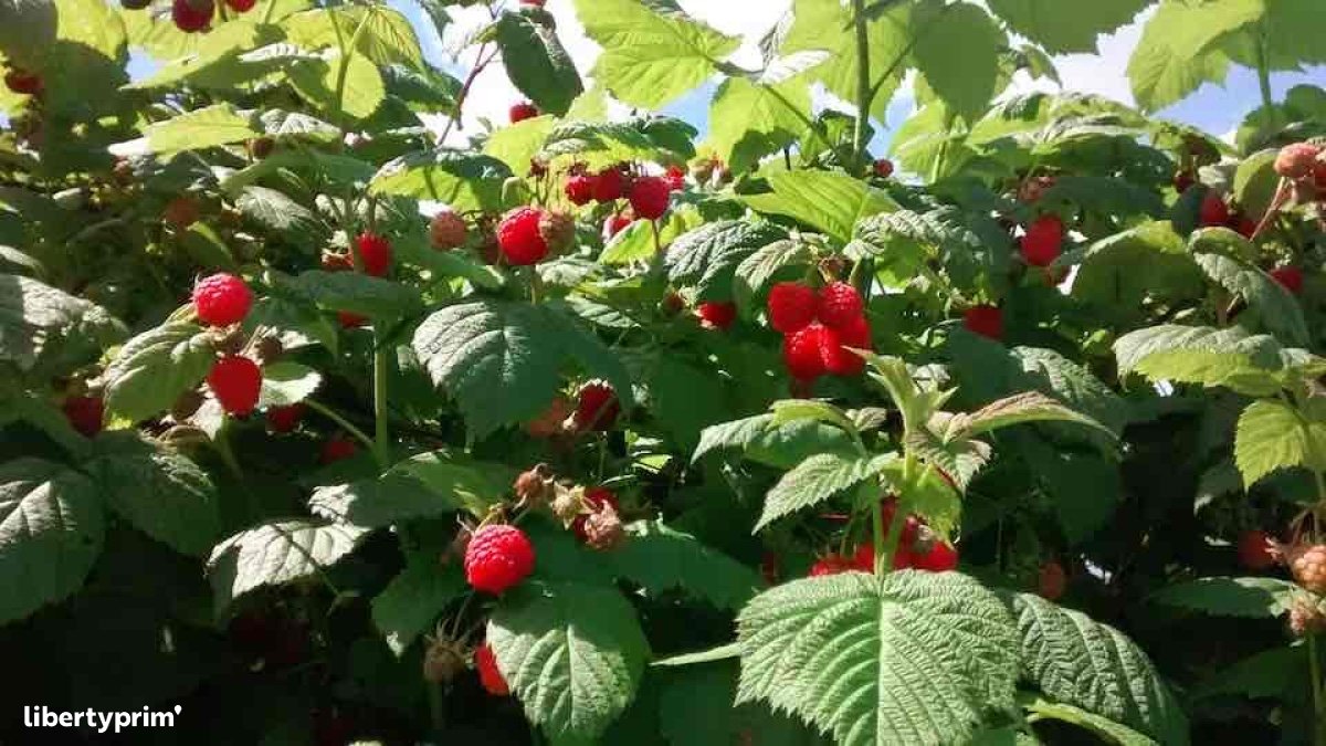Framboise Kwanza Extra France Import & Export - Sas Pasquet | Libertyprim