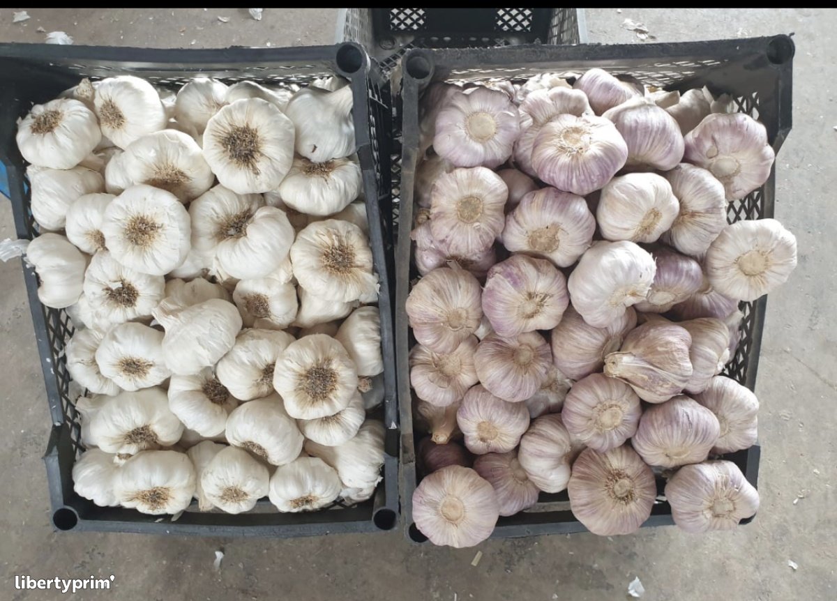 Garlic Purple Class 1 Egypt Import & Export - AfriGoodGrow | Libertyprim