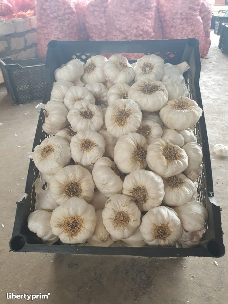 Garlic Purple Class 1 Egypt Import & Export - AfriGoodGrow | Libertyprim