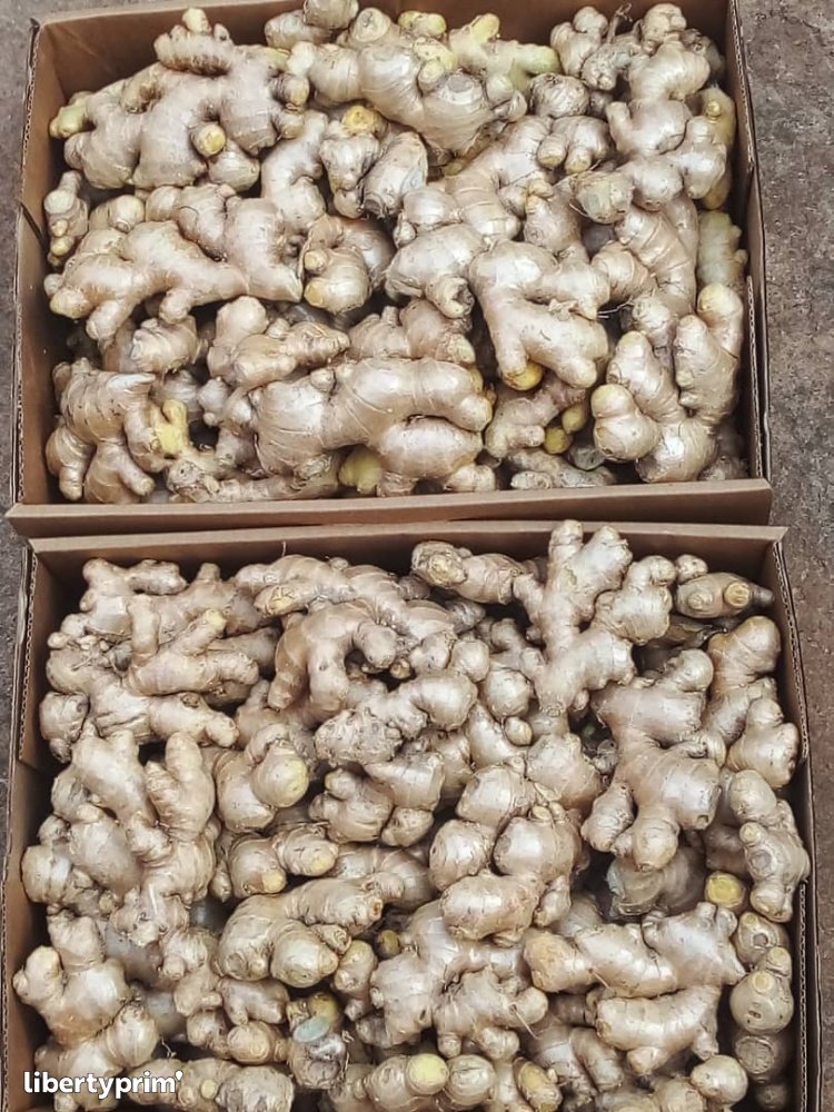 Ginger Uganda Import & Export - Kodra-Export | Libertyprim