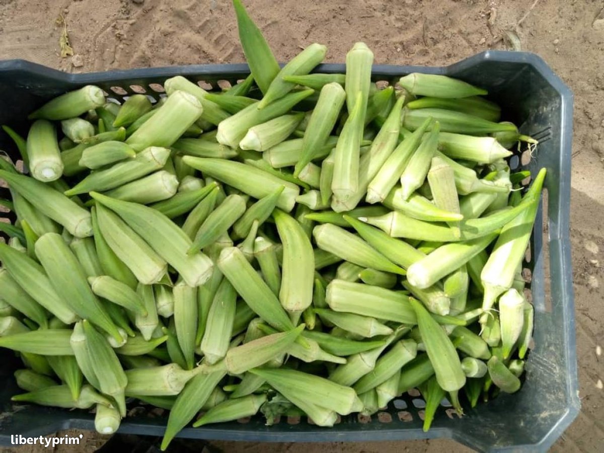 Gombo Catégorie 1 Sénégal Producteur - Cottendin senegal sarl | Libertyprim