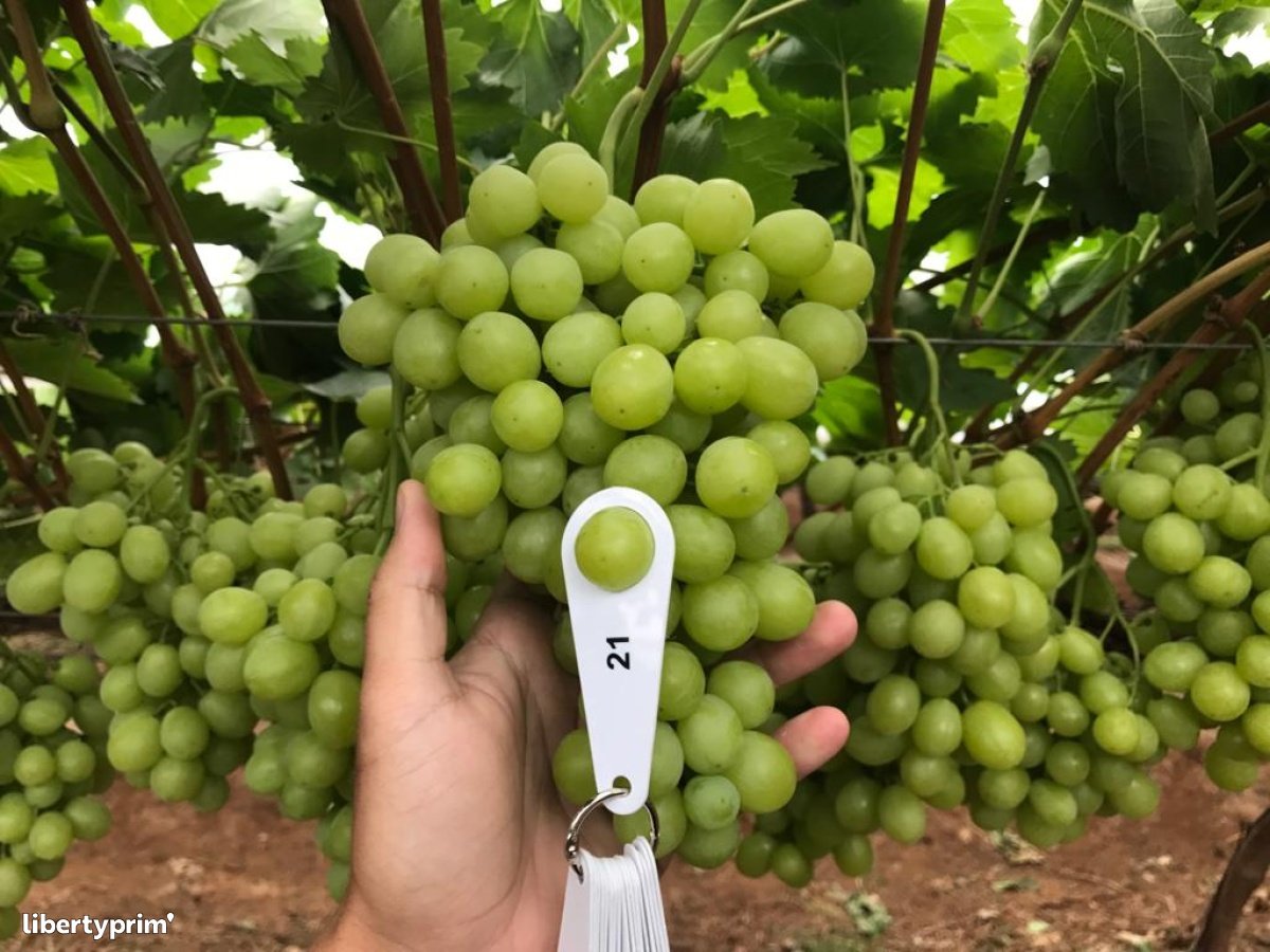 Grapes Class 1 South Africa Import & Export - Executive World Trade ...