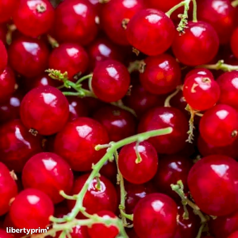 Groseille Rouge Catégorie 1 France - | Libertyprim