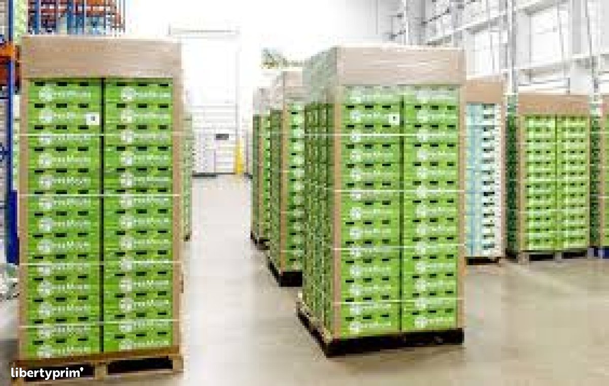 Guava South Africa Industry - GLOBAL TRADING COMPANY | Libertyprim