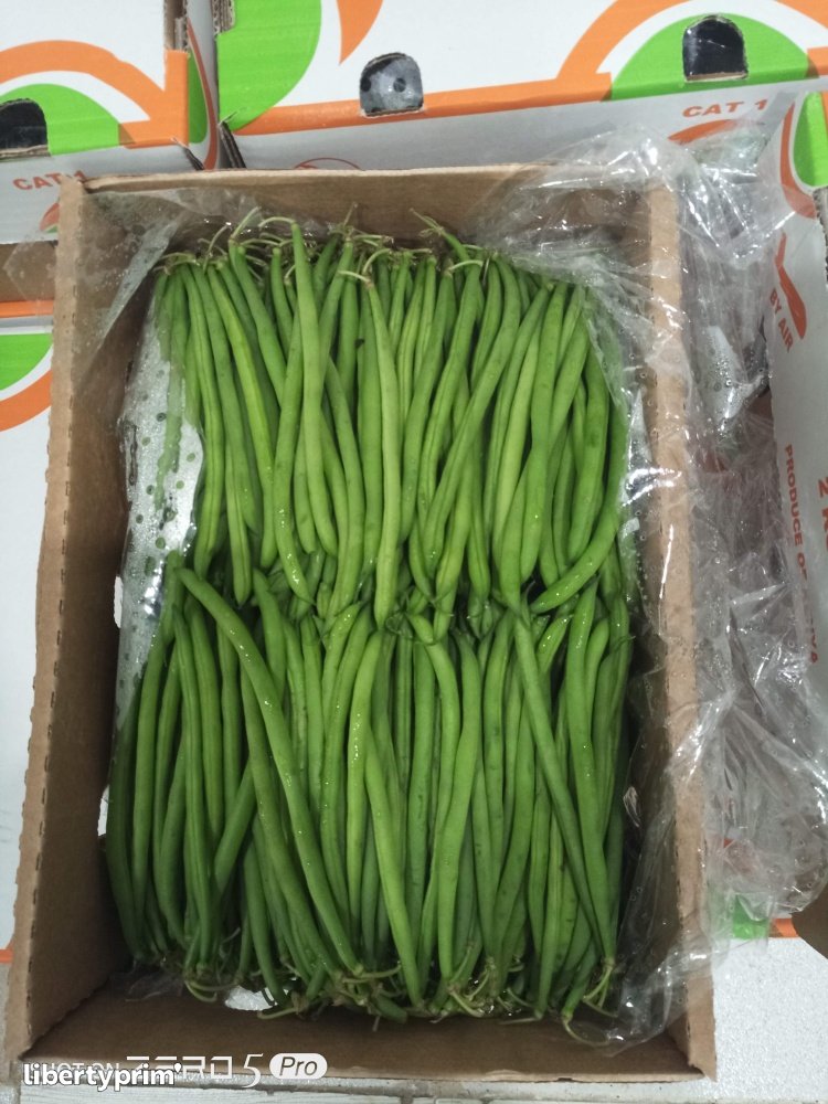 Green Bean Class 1 Kenya Import & Export - Kodra-Export | Libertyprim
