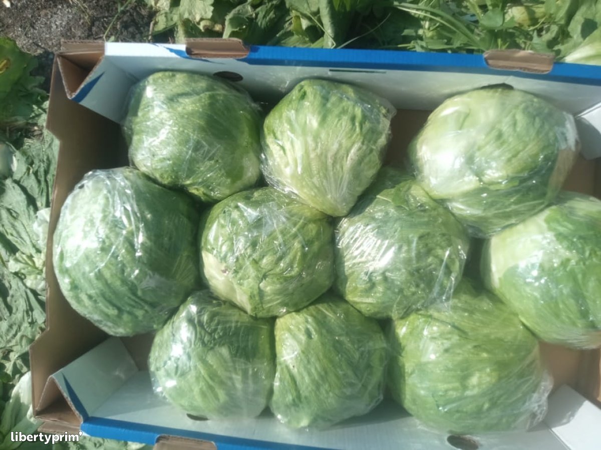 Iceberg Lettuce Class 1 Egypt Producer - Agrismart | Libertyprim