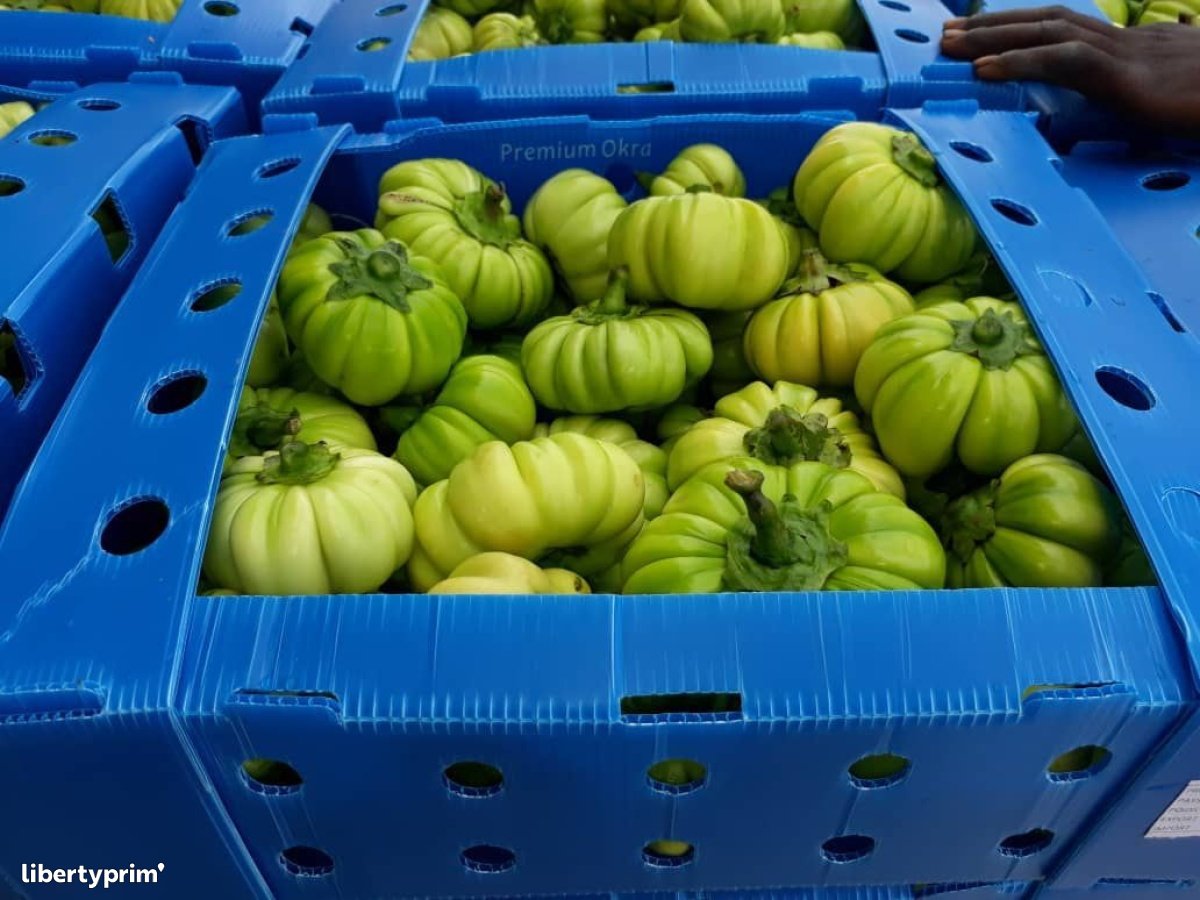 Jacato Class 1 Senegal Import & Export - Dunamis Commodity Consulting ...