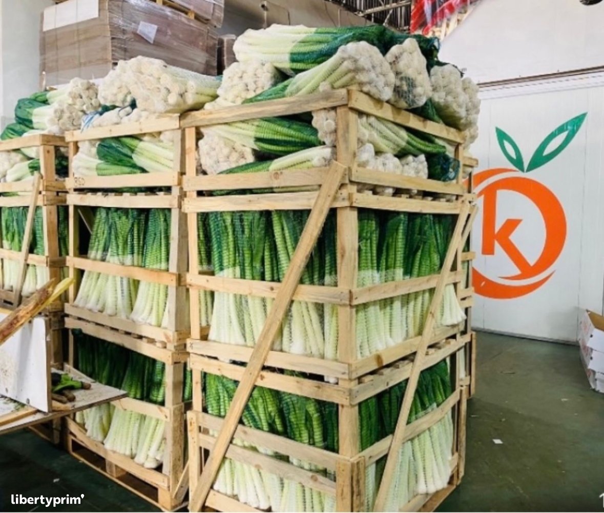 Leek Class 1 Turkey Import & Export - ELCICEK TARIM | Libertyprim