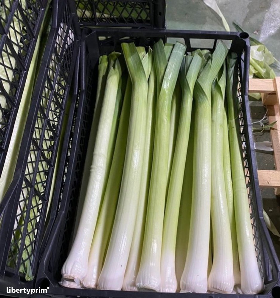 Leek Class 1 Turkey Import & Export - ELCICEK TARIM | Libertyprim