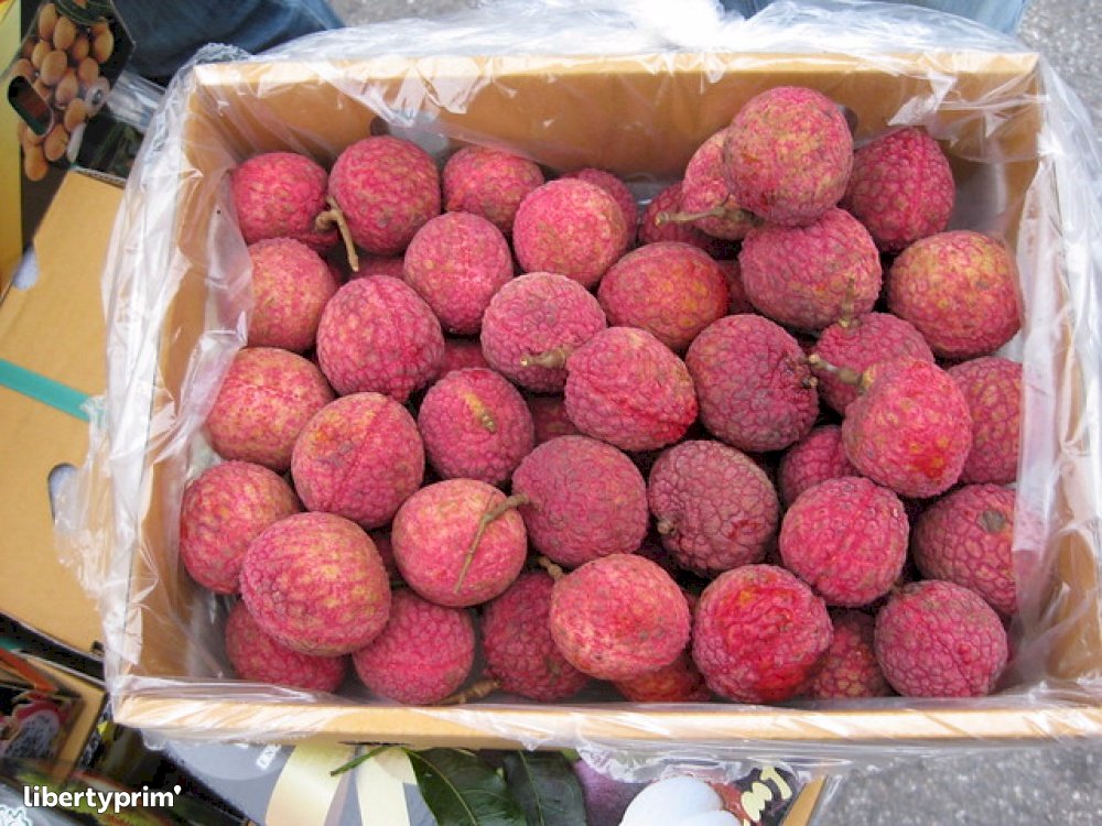 Litchi Catégorie 1 Thaïlande Import & Export - Siam Fresh Enterprise ...