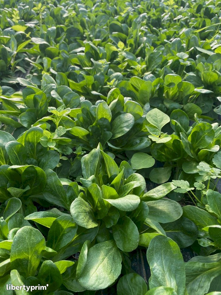 Mâche Catégorie 1 France Producteur - LAMPRIEN PROVENCE | Libertyprim