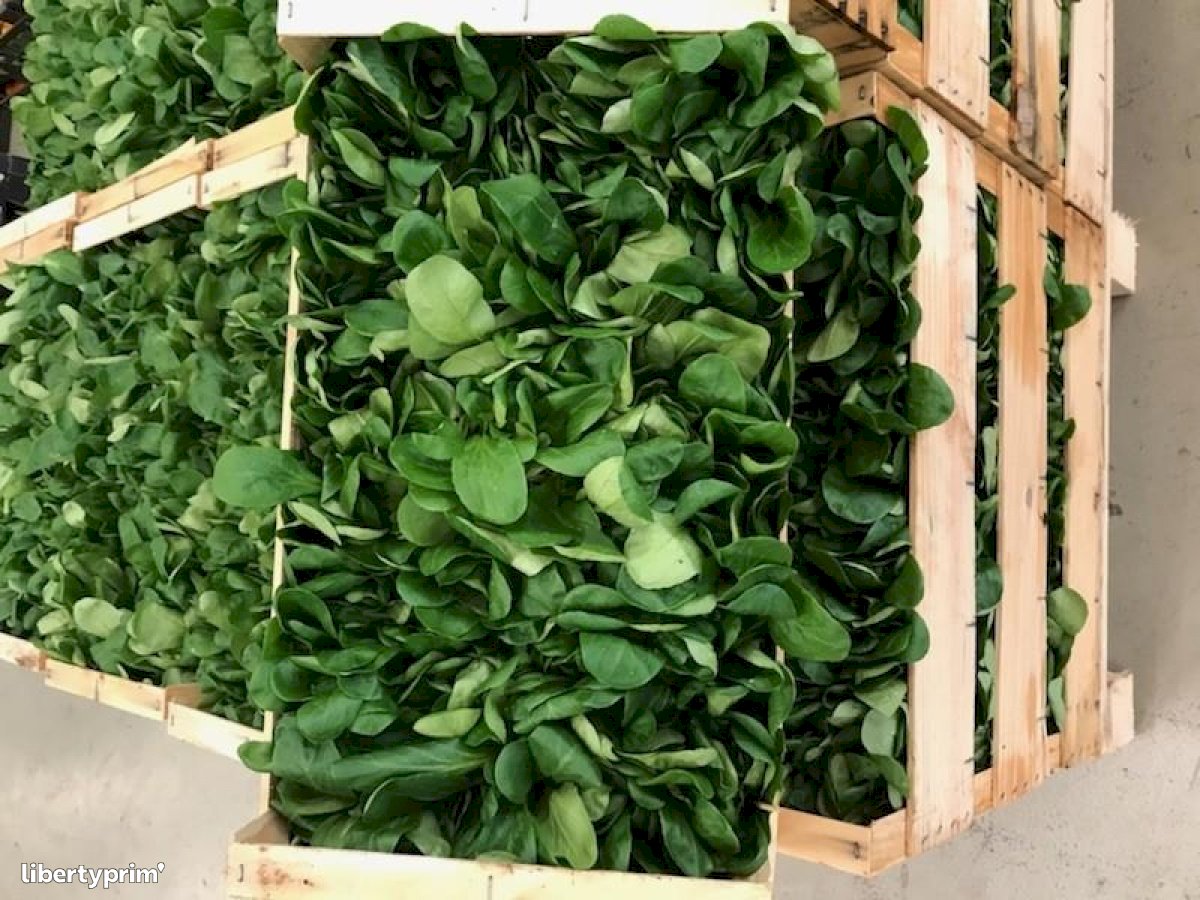 Mâche Catégorie 1 France Expéditeur & Distributeur - LES 3 CAPUCINS ...