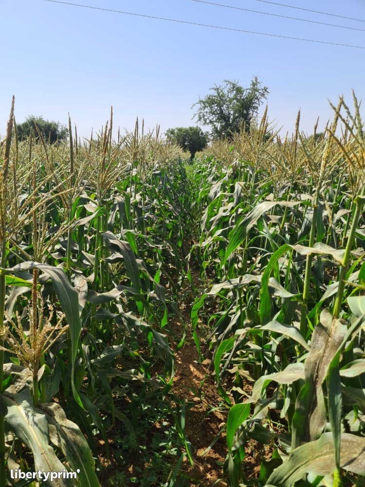 Corn Class 1 Morocco Import & Export - HELMY LIMITED | Libertyprim