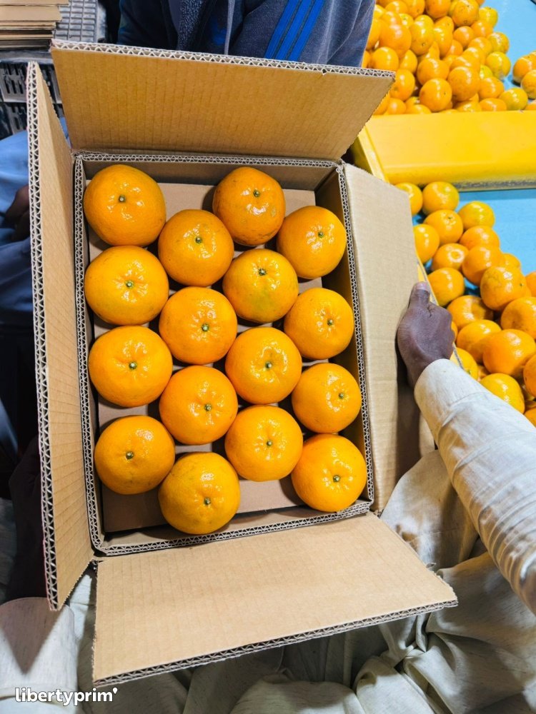 Mandarin Class 1 Pakistan Wholesaler - LAJPAL ENTERPRISES | Libertyprim