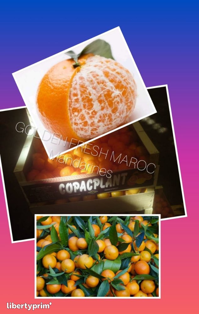 Mandarina Nadorcott Categoría 1 Marruecos Importación & Exportación ...
