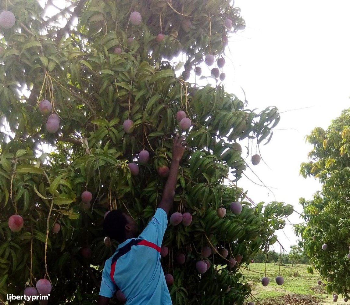 Mangue Sénégal Import & Export - UNIONAGRI DES NIAYES | Libertyprim