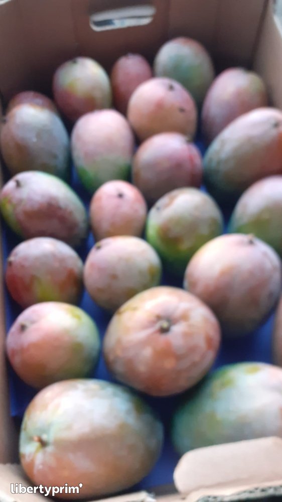 Mango Keith Class 1 Spain Producer - Isabel | Libertyprim