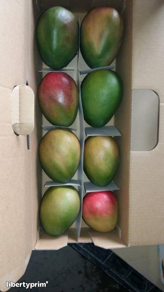 Mango Import & Export - Albert city | Libertyprim