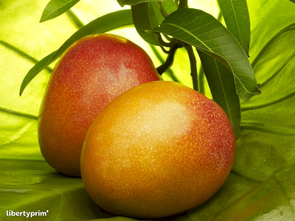 Mangue Keith République Dominicaine Producteur - Garcia Mateo & Sinova ...