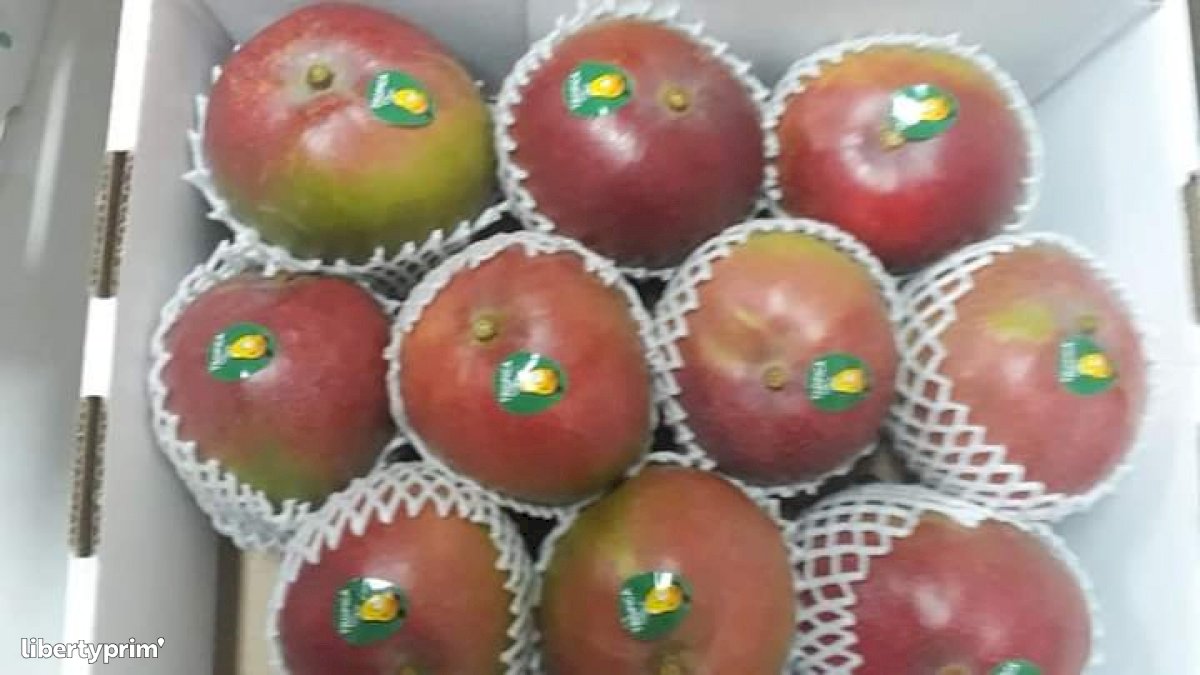 Mangue Kent Côte D'Ivoire Import & Export - ENTREPRISE SILUE SERVICES ...