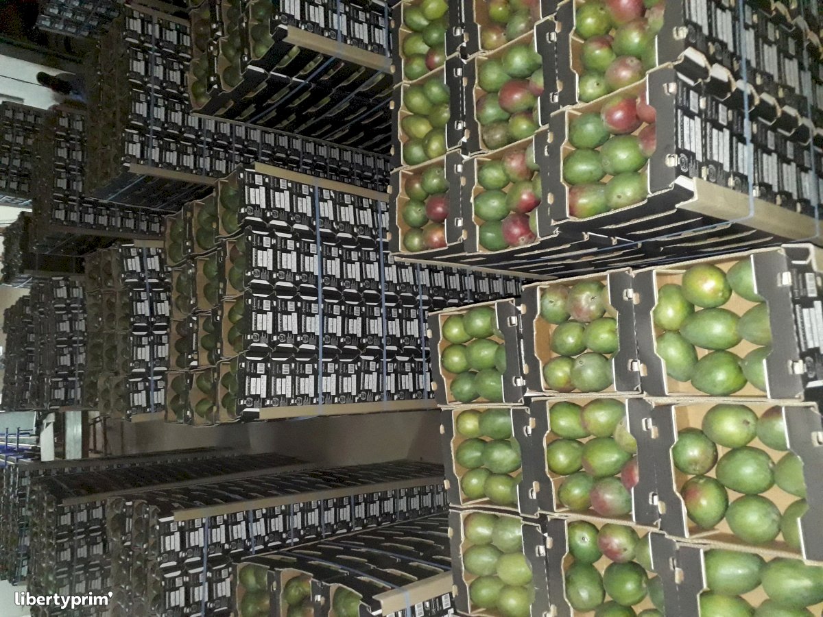 Mangue Kent Côte D'Ivoire Import & Export - ENTREPRISE SILUE SERVICES ...