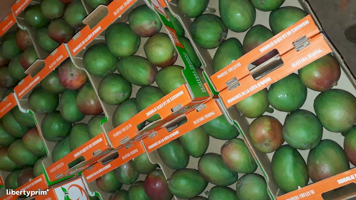 Mangue Kent Côte D'Ivoire Import & Export - ENTREPRISE SILUE SERVICES ...