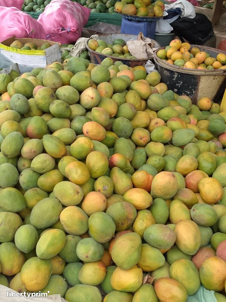 Mango Kent Class 1 Ivory Coast Wholesaler - First 'boutique | Libertyprim