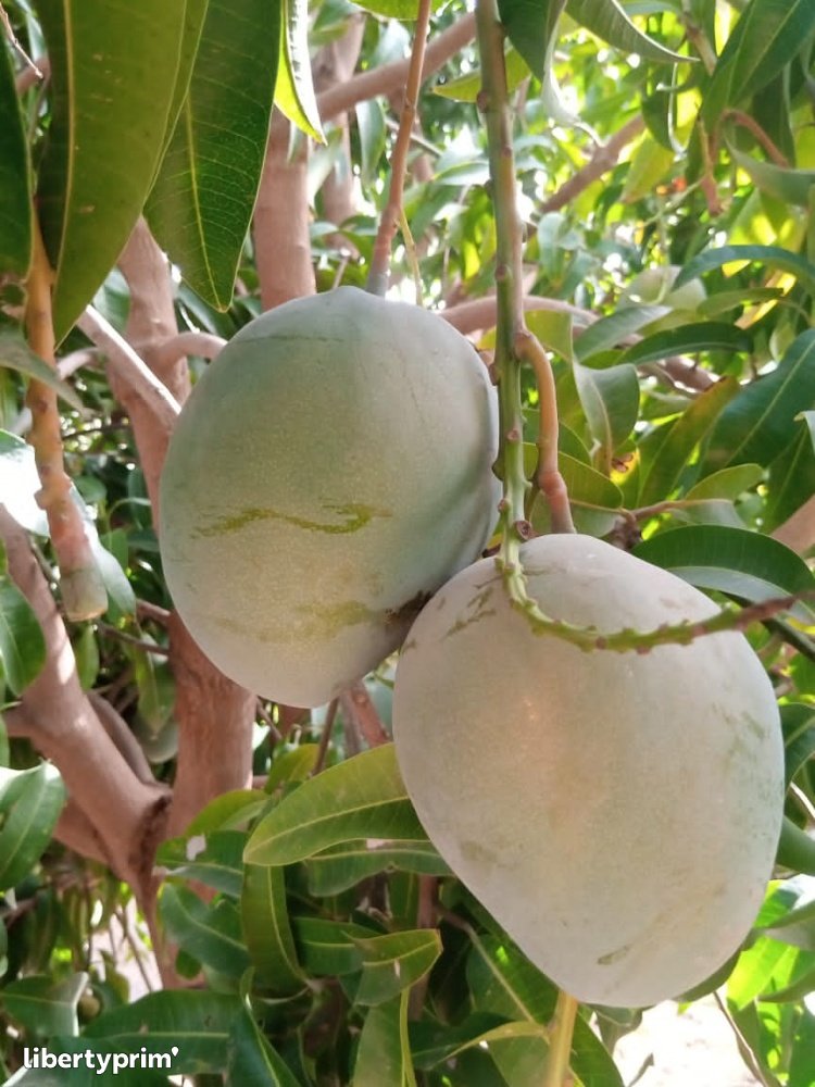 Mango Kent Class 1 Senegal Producer - Monde Agricole Pastorale SARL ...