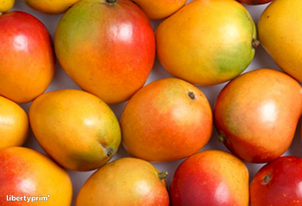 Mangue Kent Ghana Producteur - SRIGHAN FARMS | Libertyprim