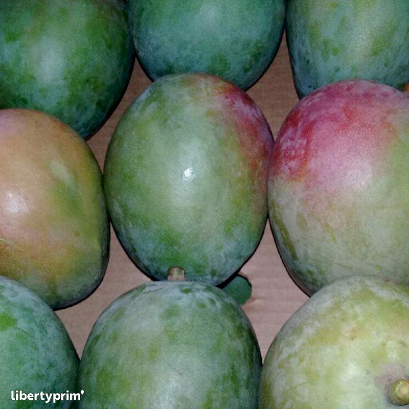 Mangue Kent Catégorie 1 Sénégal Import & Export - KSS IMPORT | Libertyprim