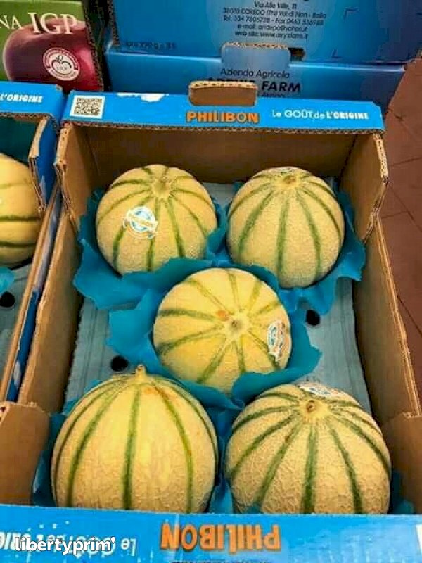 Melon Catégorie 1 Sénégal Import & Export - CAYOR KING AGRO EXPORT ...