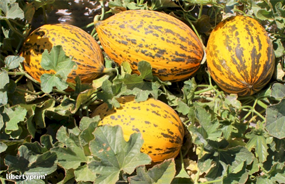Melon Catégorie 1 Turquie Import & Export - ELCICEK TARIM | Libertyprim