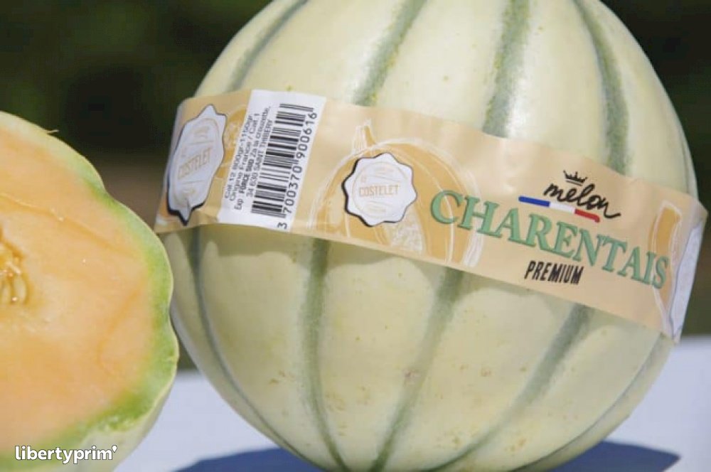 Melon Charentais France Producteur - FORCE SUD | Libertyprim
