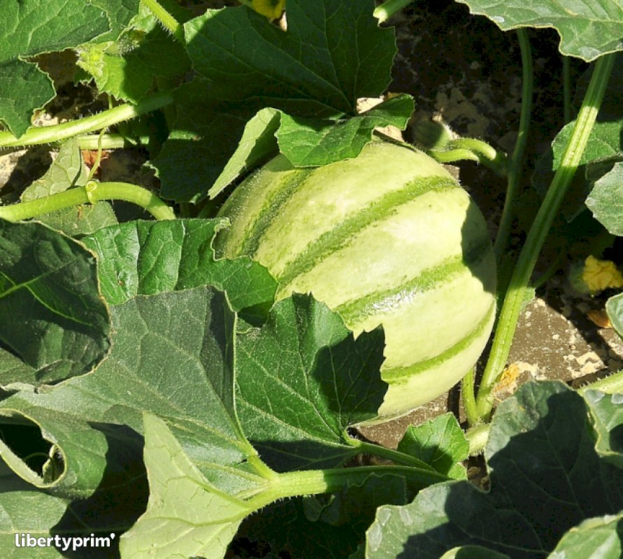 Melone Francia Produttore - LE JARDIN DES PAPES | Libertyprim